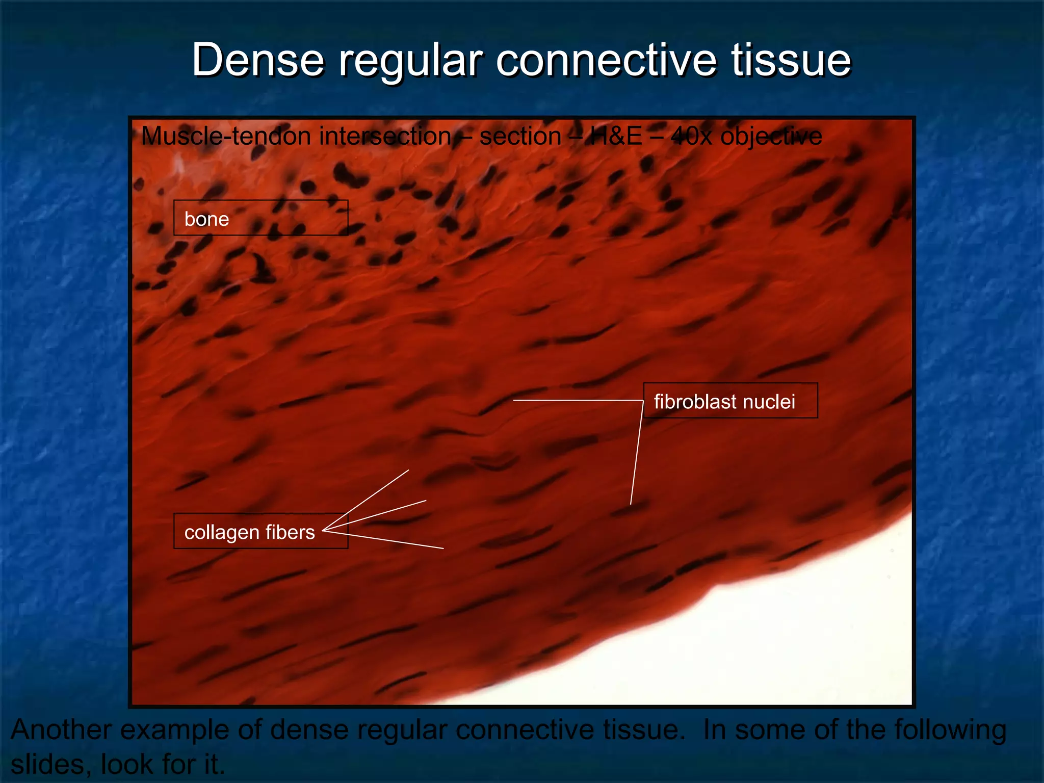 Histology: Connective Tissues | PPT