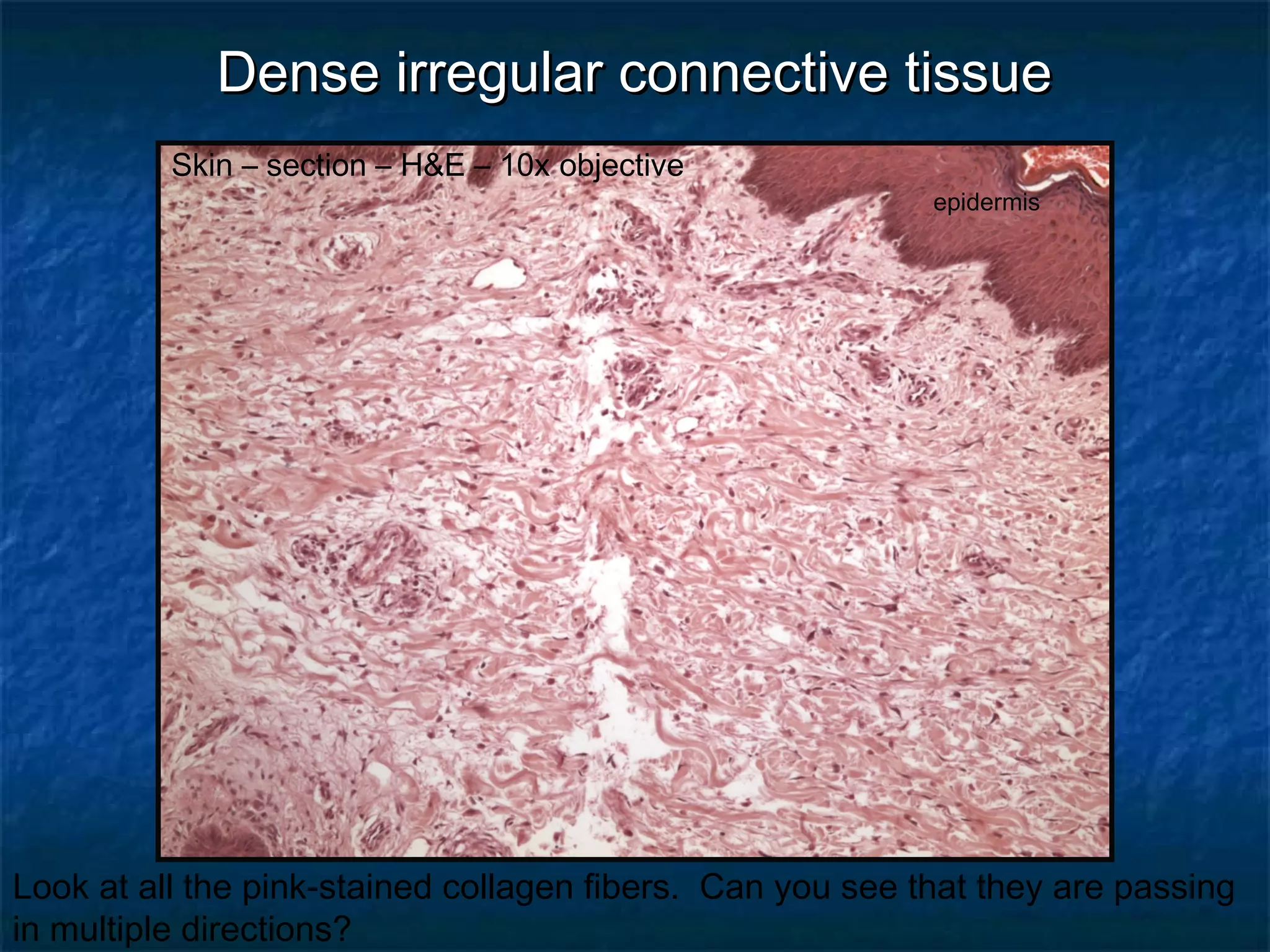 Histology: Connective Tissues | PPT
