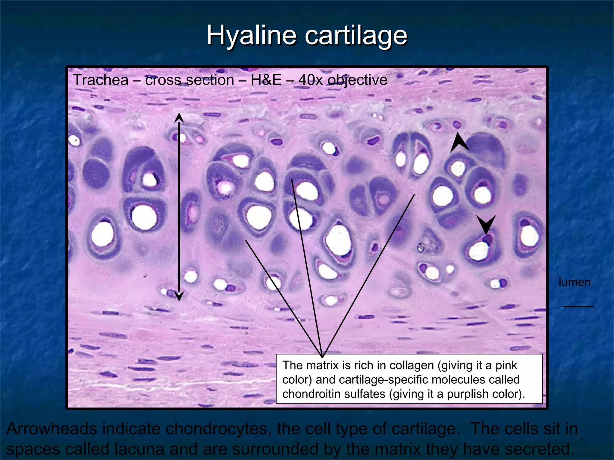Histology: Connective Tissues | PPT