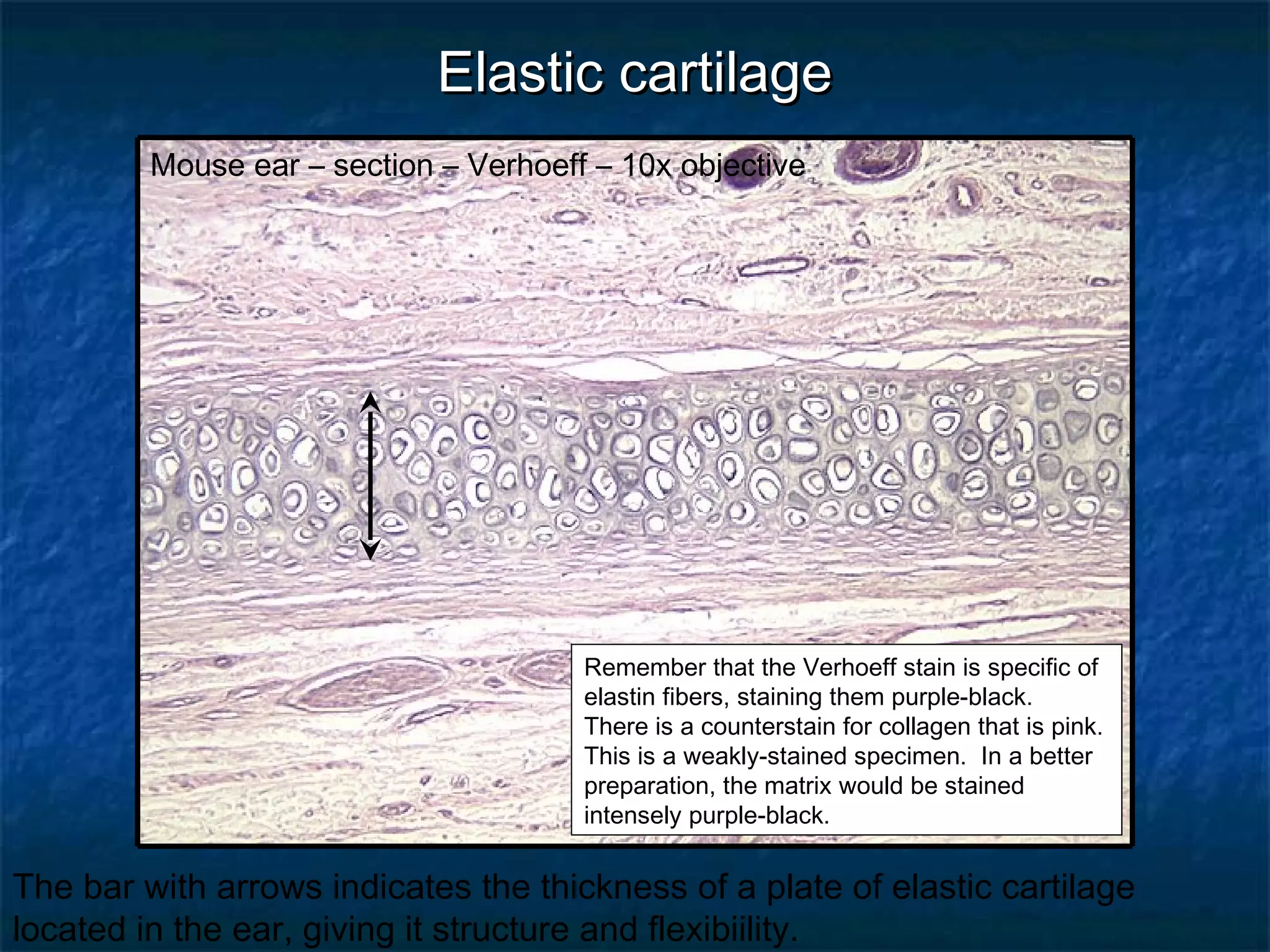 Histology: Connective Tissues | PPT