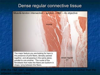 Histology: Connective Tissues | PPT