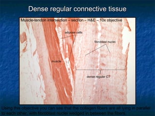 Histology: Connective Tissues | PPT