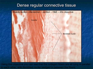 Histology: Connective Tissues | PPT