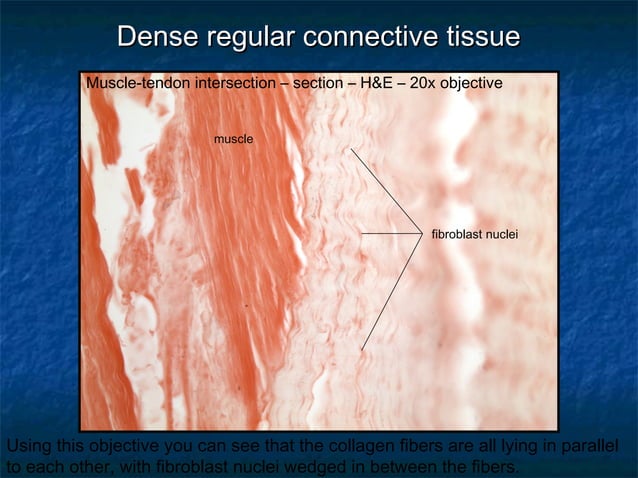 Histology: Connective Tissues | PPT