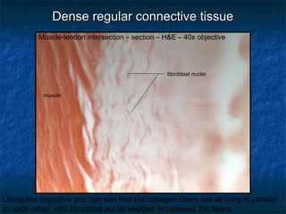 Histology: Connective Tissues | PPT