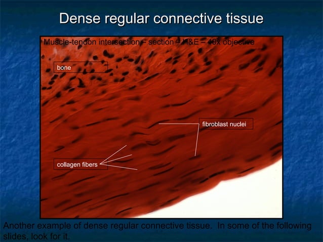 Histology: Connective Tissues | PPT