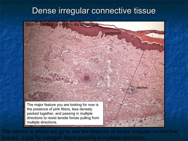 Histology: Connective Tissues | PPT