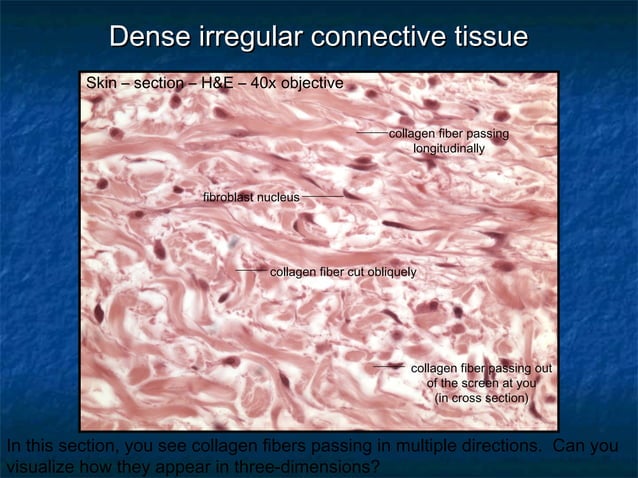 Histology: Connective Tissues | PPT