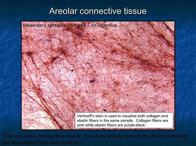 Histology: Connective Tissues | PPT