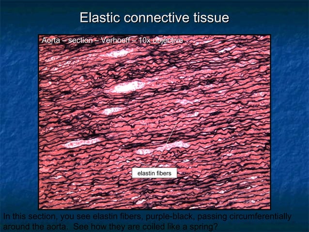 Histology: Connective Tissues | PPT