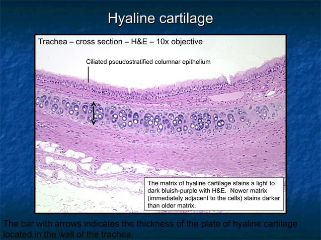 Histology: Connective Tissues | PPT