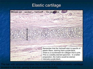 Histology: Connective Tissues | PPT