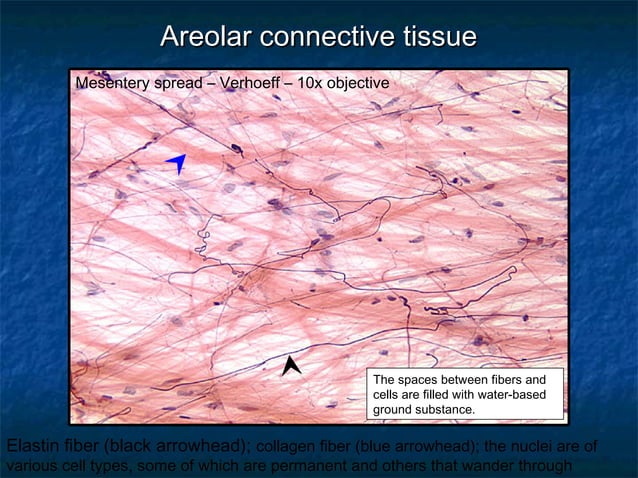 Histology: Connective Tissues | PPT