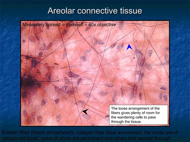 Histology: Connective Tissues | PPT