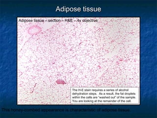Histology: Connective Tissues | PPT