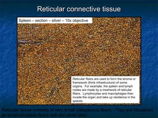 Histology: Connective Tissues | PPT