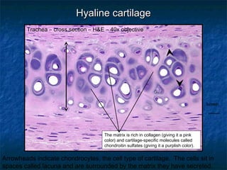 Hyaline Cartilage Slide 40x