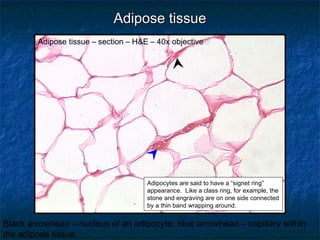 Histology: Connective Tissues | PPT | Free Download