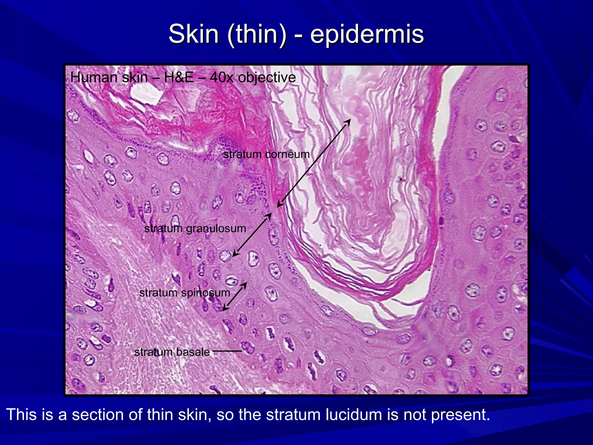 Histology: Skin | PPT