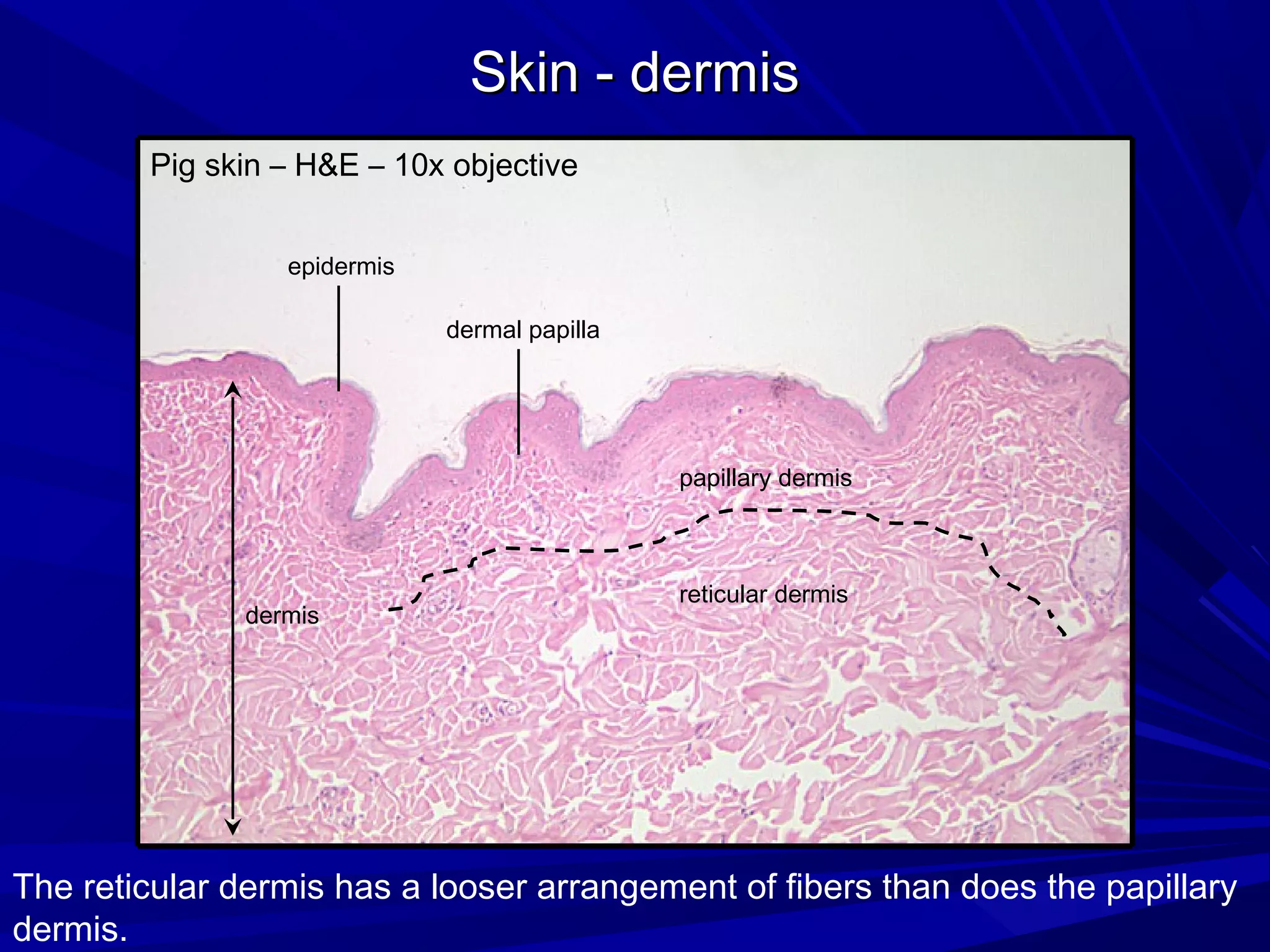 Histology: Skin | PPT