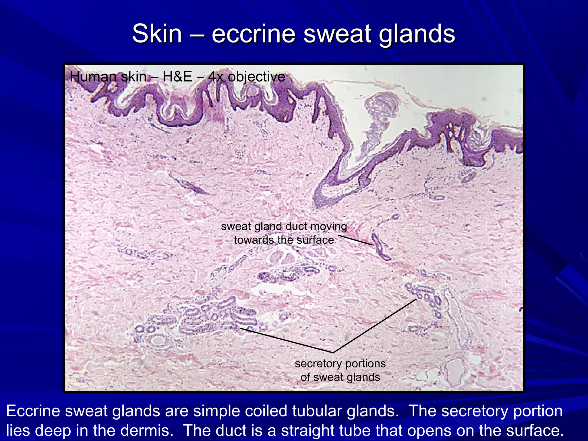 Histology: Skin | PPT