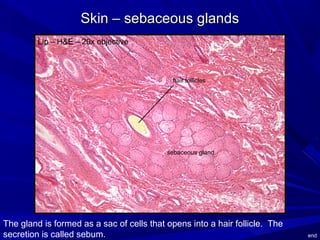 Histology: Skin | PPT