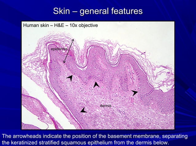 Histology: Skin | PPT | Skin and Dermatology | Diseases and Conditions