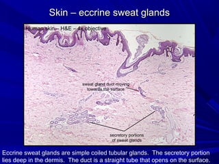 Histology: Skin | PPT