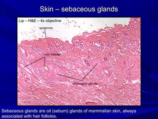Sebaceous Gland Histology