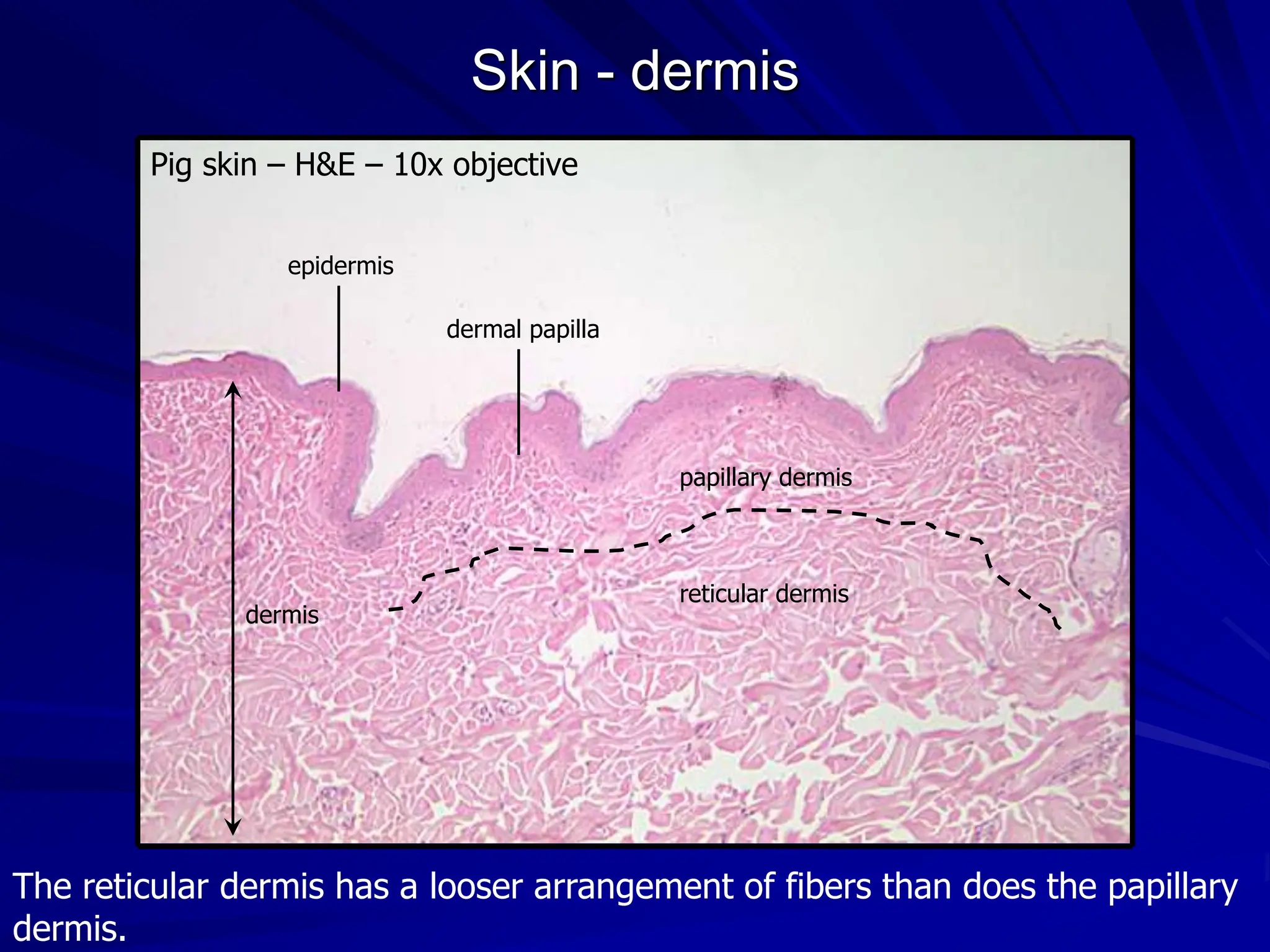 Presentacion histologia. Departamento de biologia | PPT | Skin and Dermatology | Diseases and ...