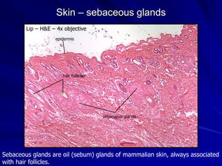 Presentacion histologia. Departamento de biologia | PPT | Skin and ...