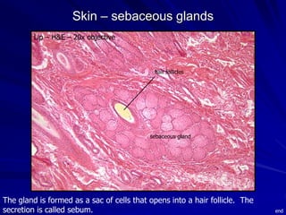 Presentacion histologia. Departamento de biologia | PPT | Skin and ...