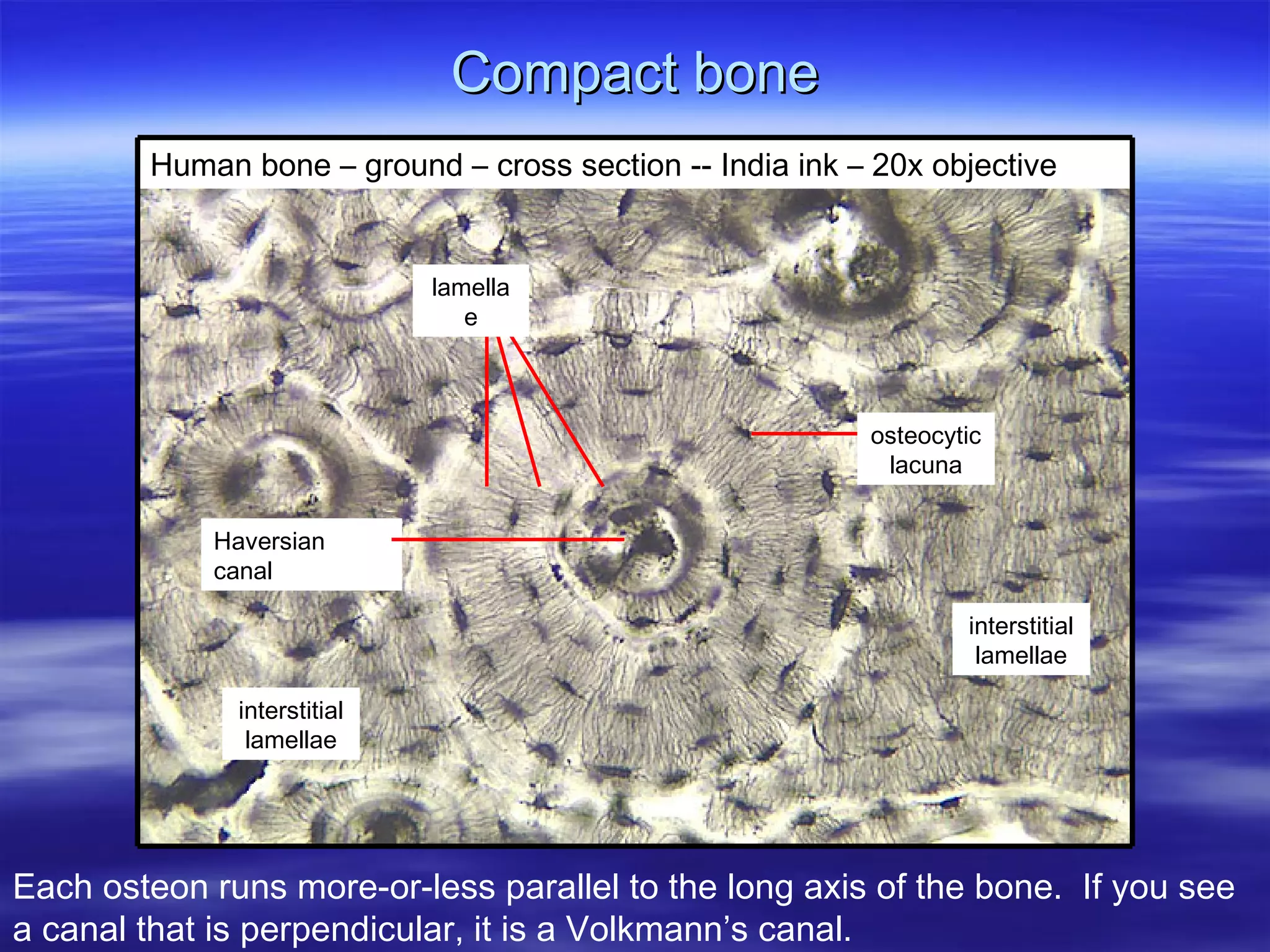 Histology: Bone | PPT