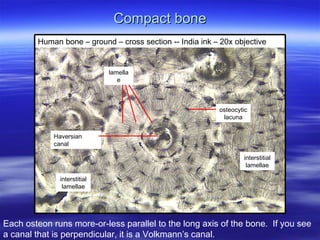 Histology: Bone | PPT