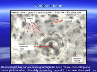 Histology: Bone | PPT
