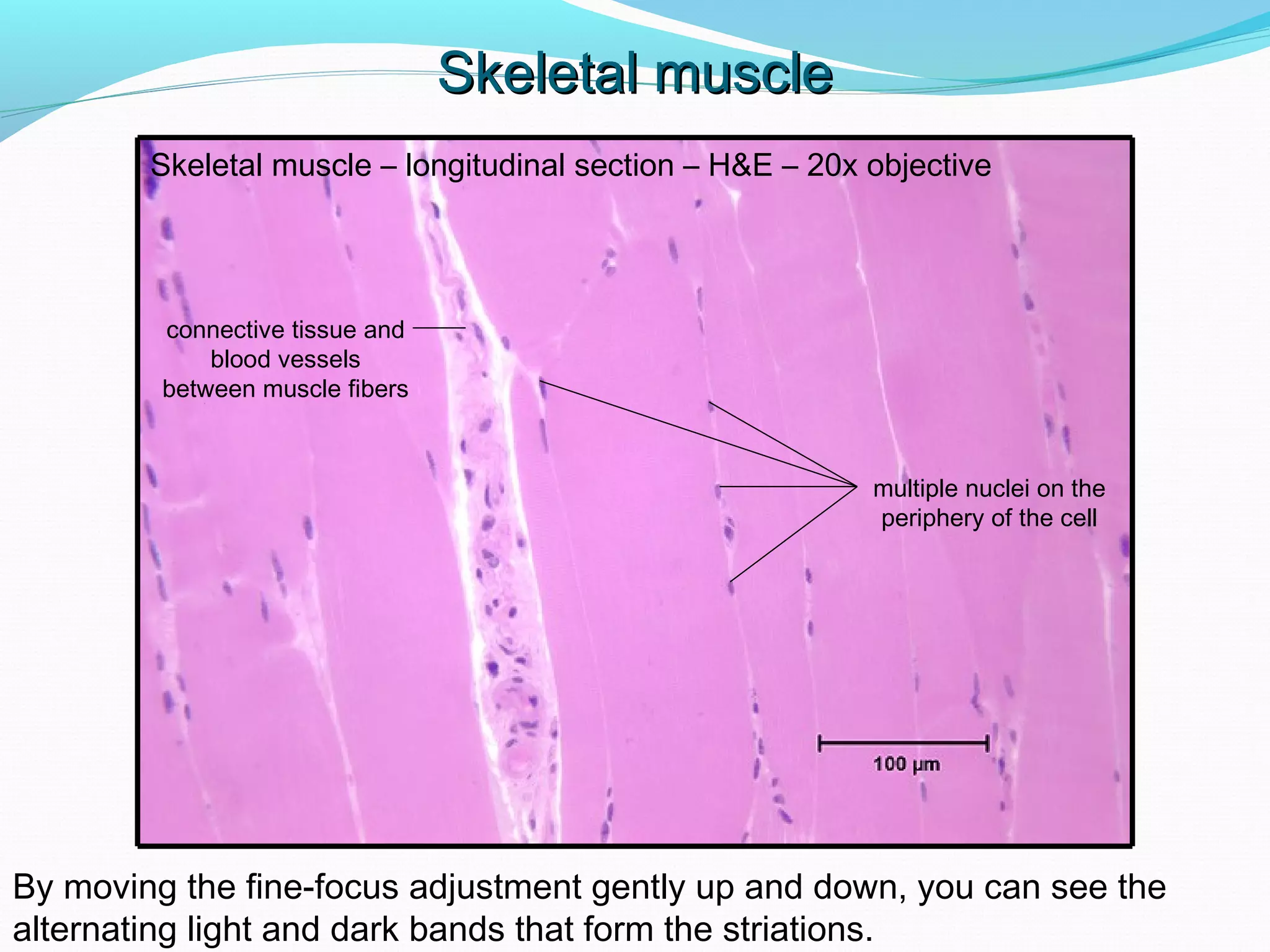 Histology: Muscle | PPT