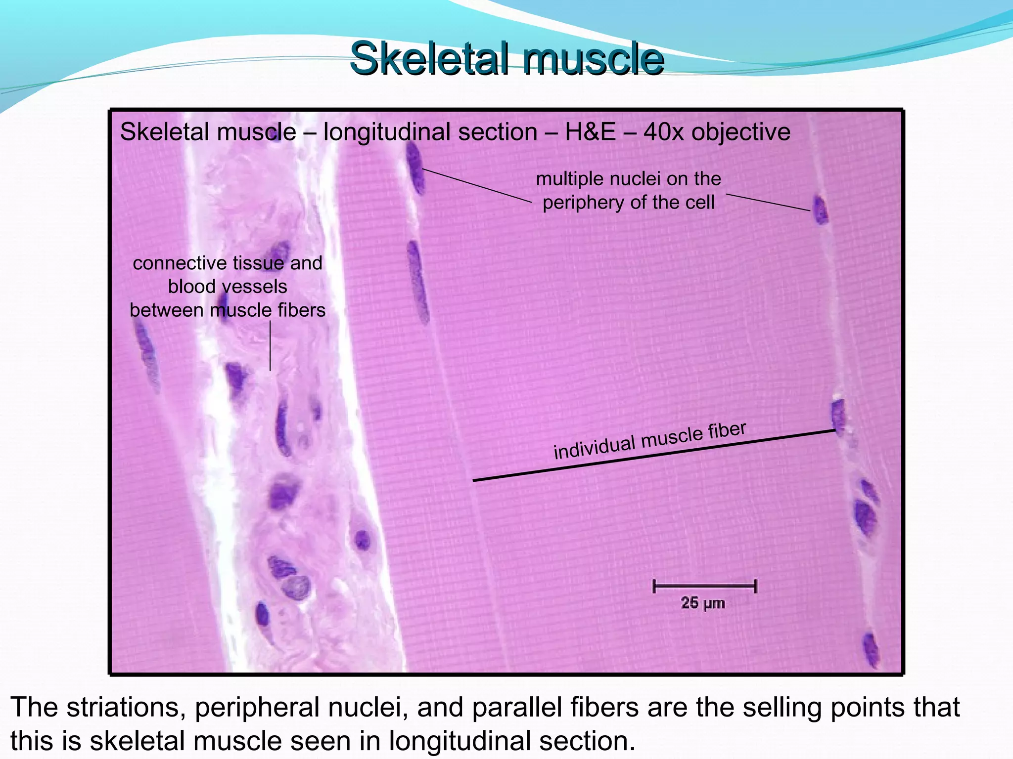 Histology: Muscle | PPT