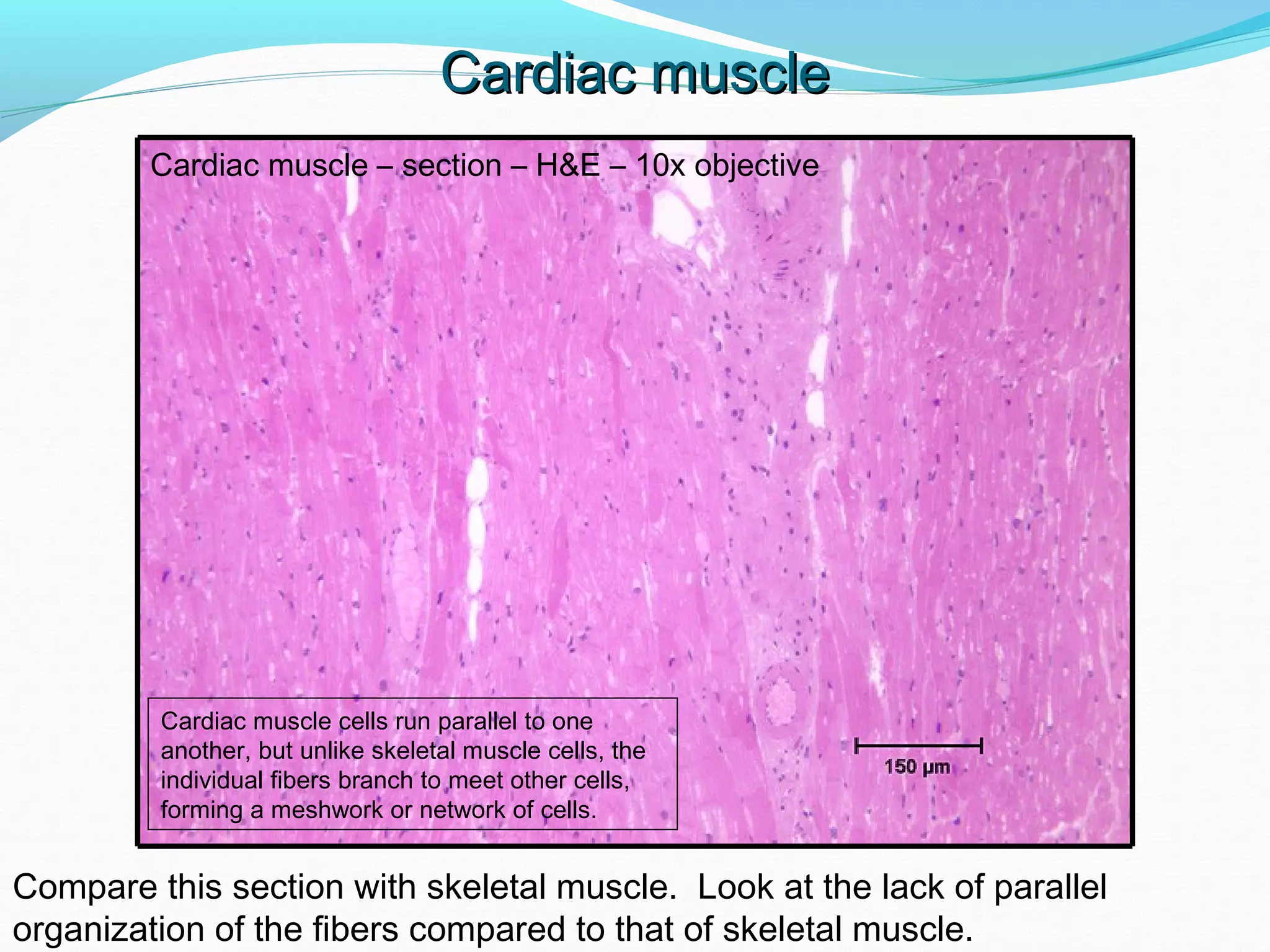 Histology: Muscle | PPT