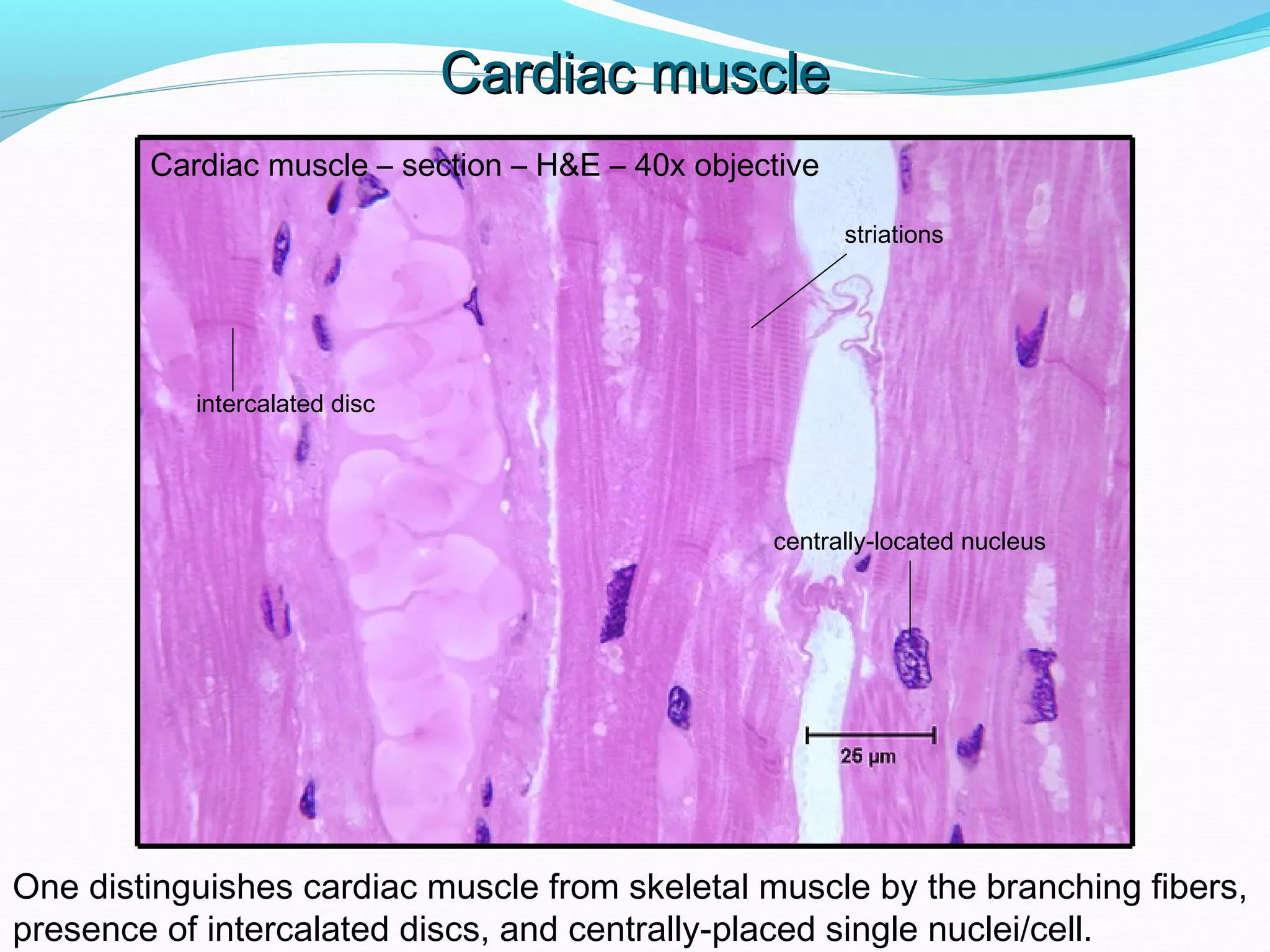 Histology: Muscle | PPT