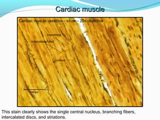 Histology: Muscle | PPT