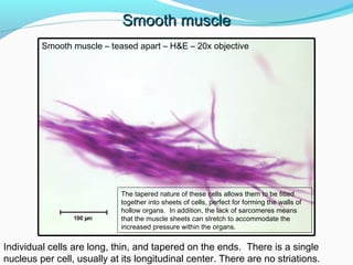 Histology: Muscle | PPT