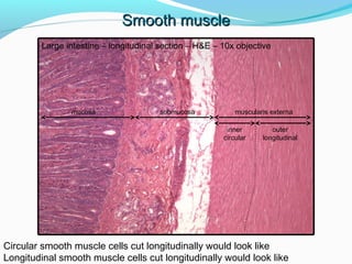 Histology: Muscle | PPT