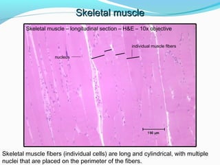 Histology: Muscle | PPT