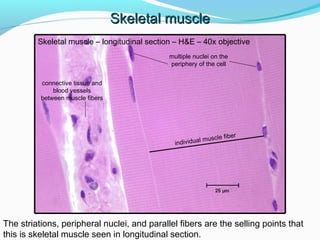 Histology: Muscle | PPT