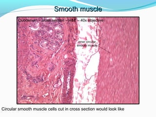 Smooth Muscle Slide 40x