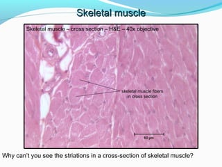 Skeletal Muscle Cross Section Histology