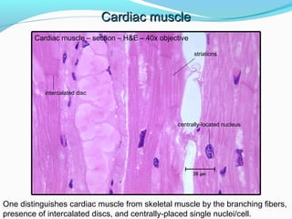 Smooth Muscle Slide 40x
