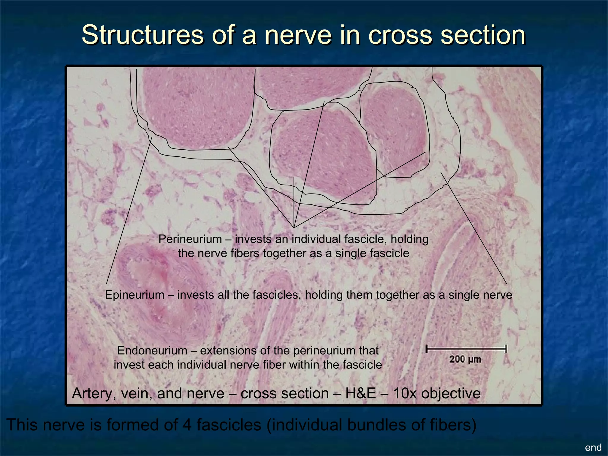Histology: Nerves | PPT