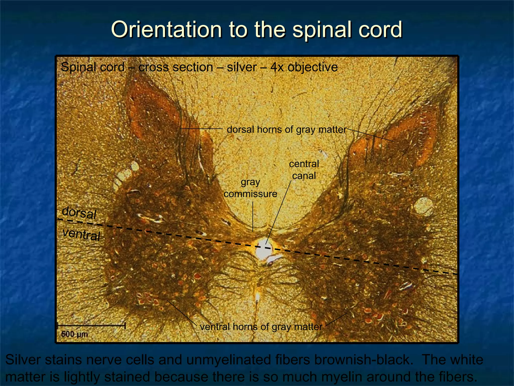 Histology: Nerves | PPT