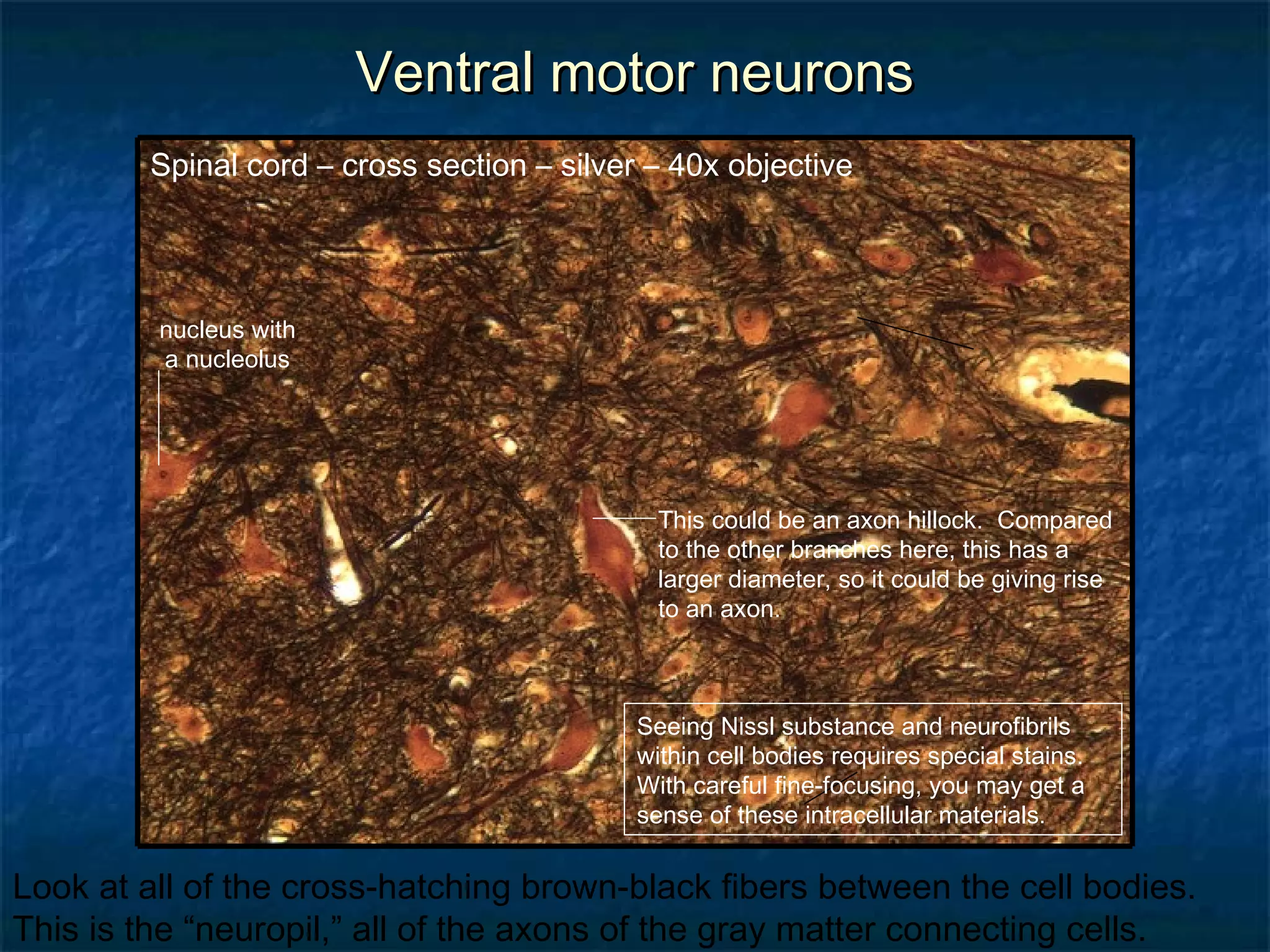 Histology: Nerves | PPT